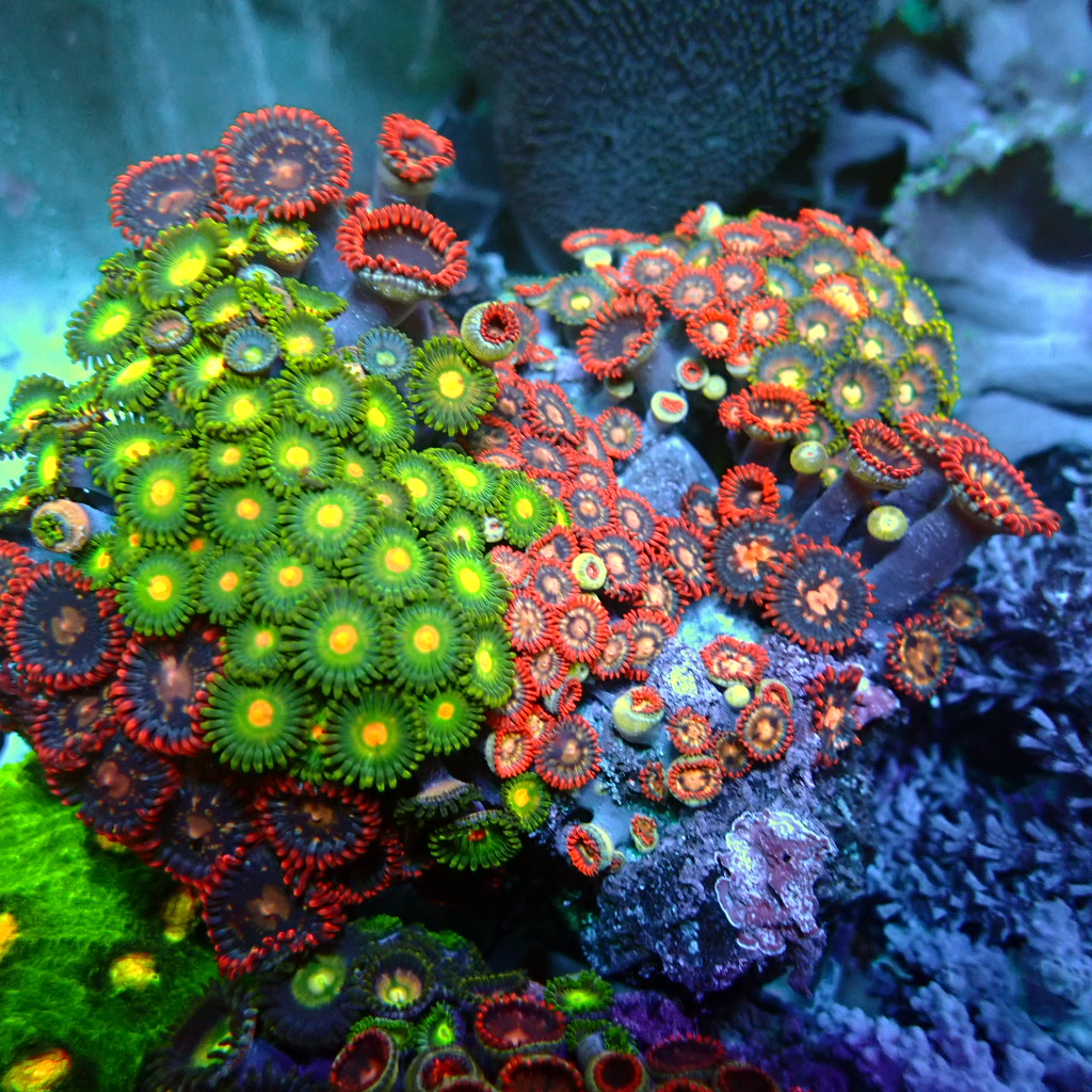 Zoas Garden 4 – Stockport Marine & Koi
