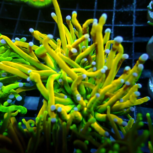 Banana Touch Double Head – Stockport Marine & Koi